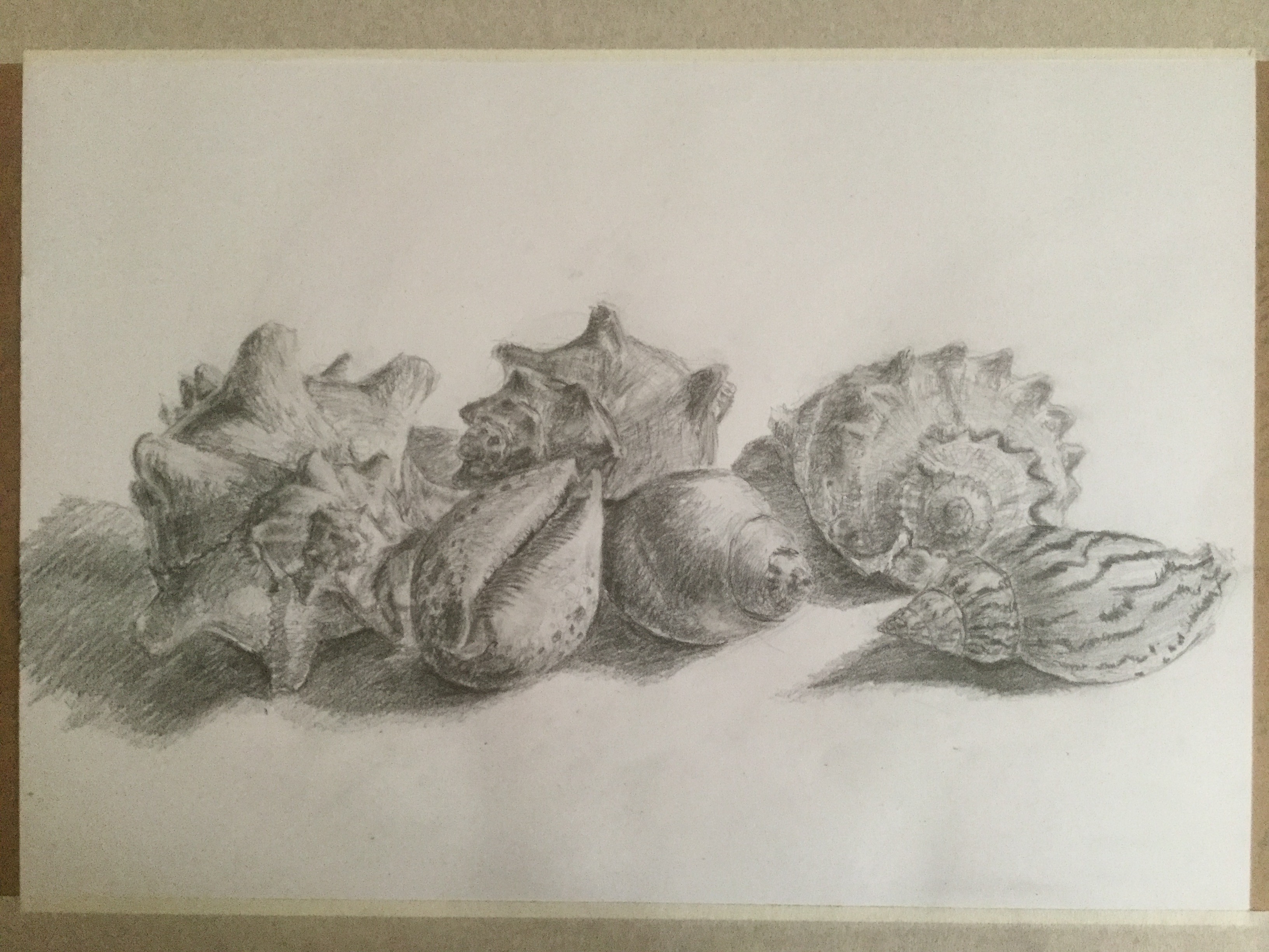 Tonal study of shells – Kris' Art Learning Log